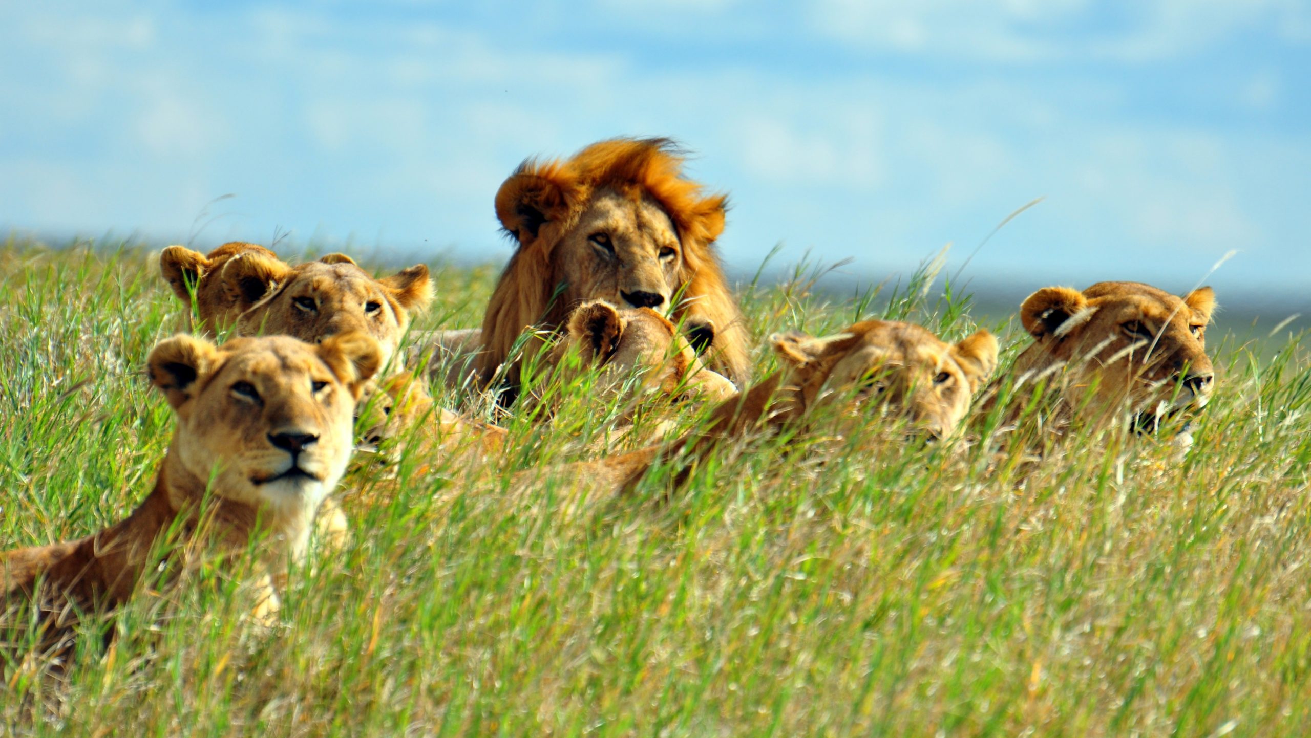 Safari in Kenya: I Migliori Parchi per Avvistare i Big Five – Kuda Tour ...